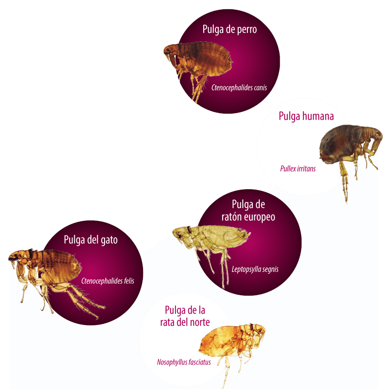 Control de pulgas en rumiantes - Las claves del éxito