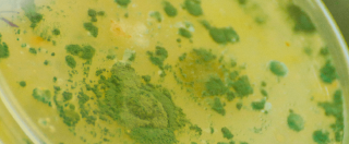 DYBAC ASEPTIL FORTE - Desinfectante bactericida, fungicida y viricida